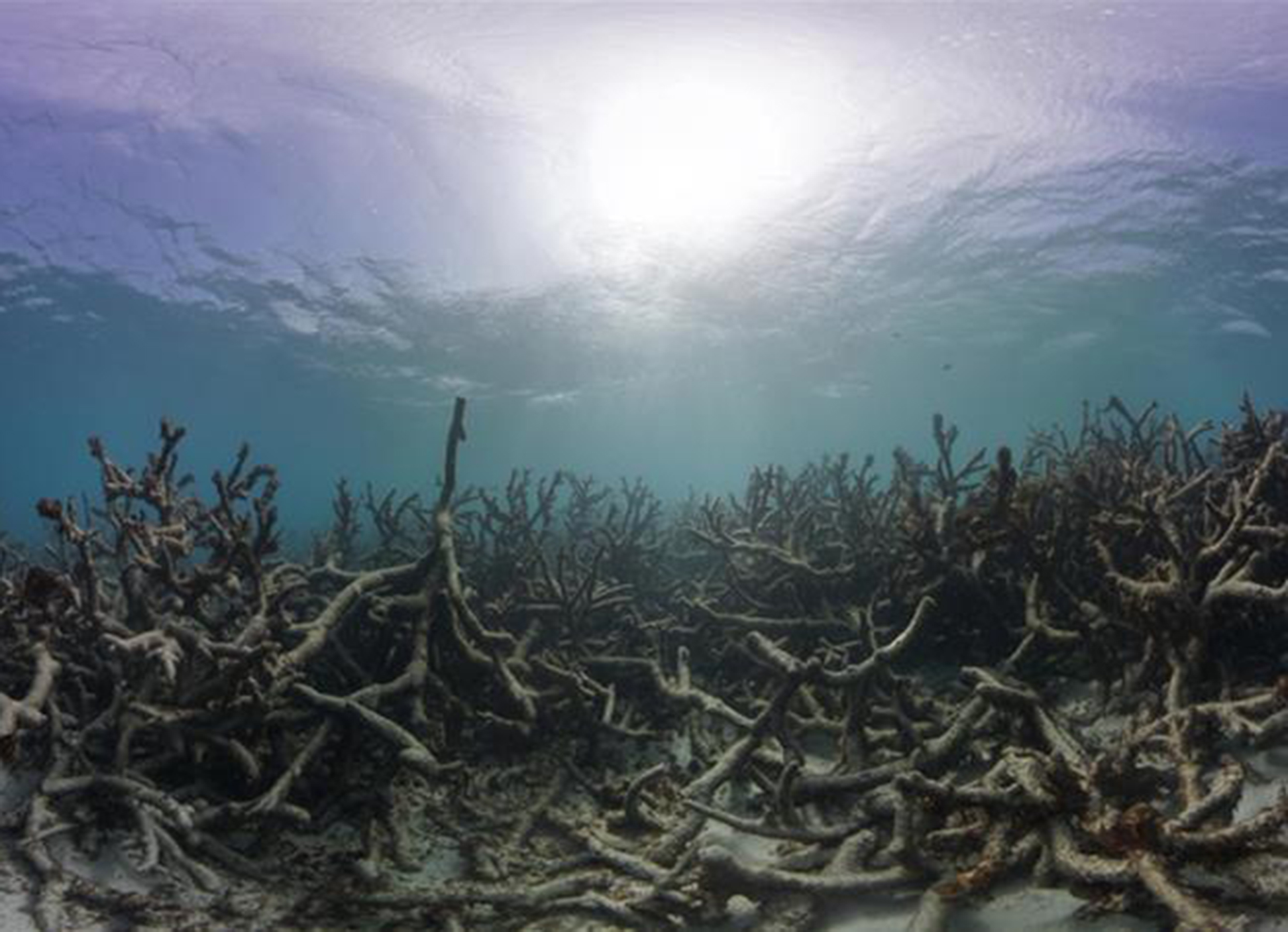 What About Global Warming Tipping Points? – THE GLOBAL CLIMATE CRISIS